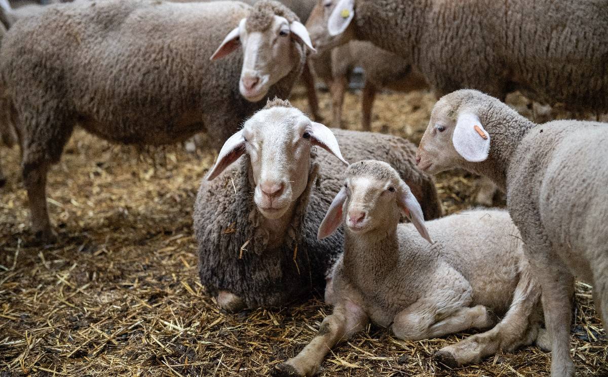 Puma to Remove Mulesed Wool by 2025 - Idesignibuy